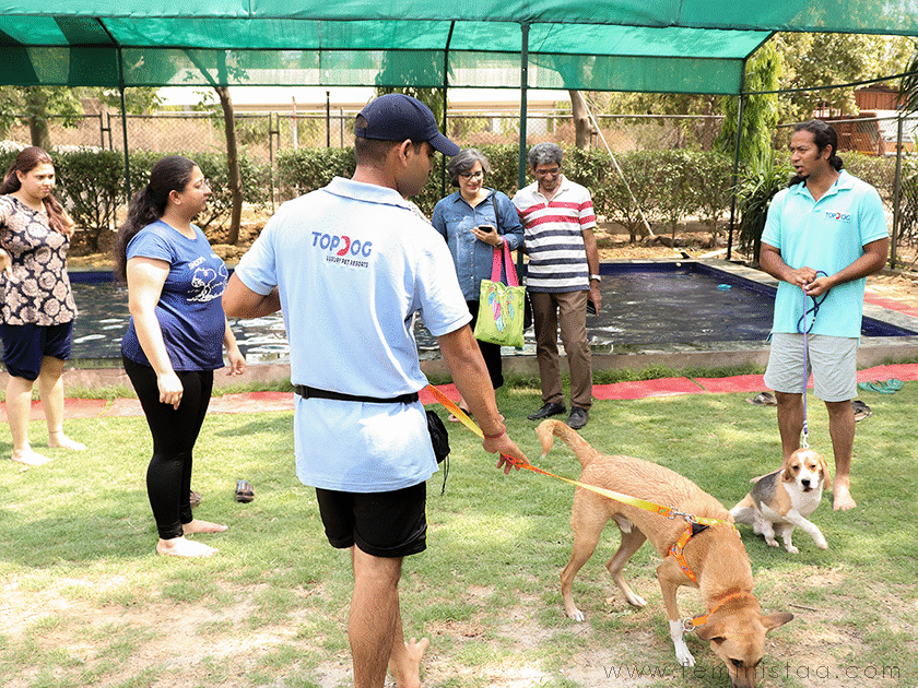 Pooch Pool Party by TopDog Luxury Pet Resorts, Gurugram – Feministaa